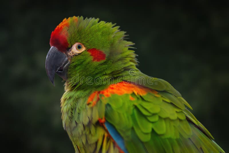 Red-fronted Macaw parrot stock photo. Image of birds - 303774782