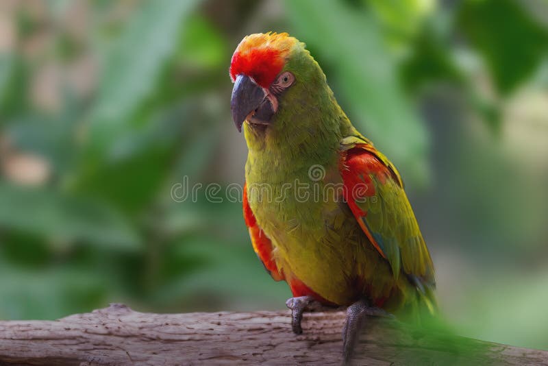 Red-fronted Macaw parrot stock photo. Image of neotropical - 303775080