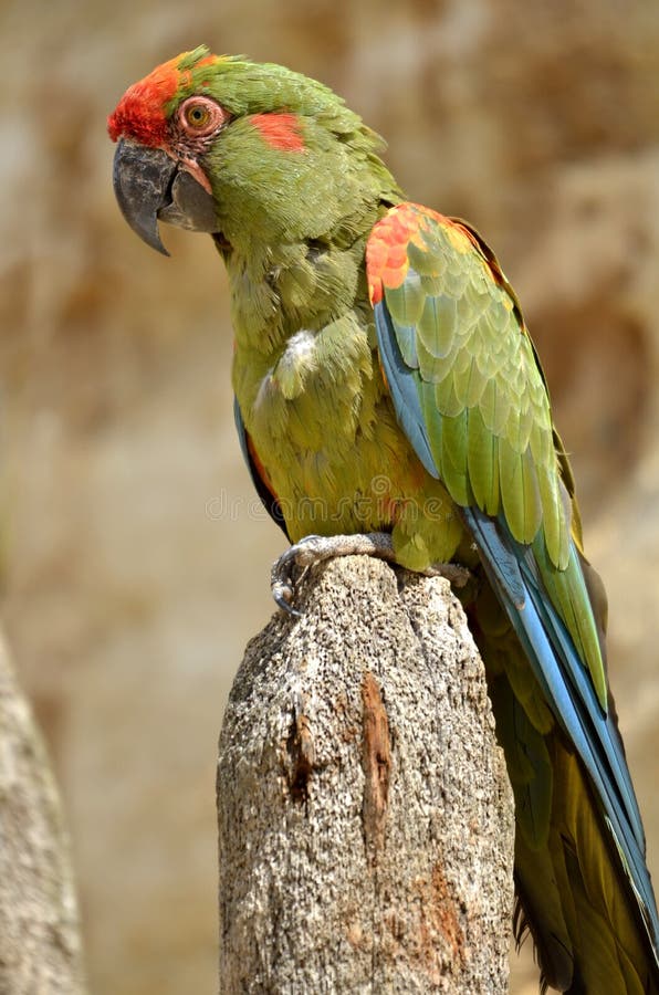 Red-fronted Macaw Perched on Post Stock Photo - Image of feather, macaw ...