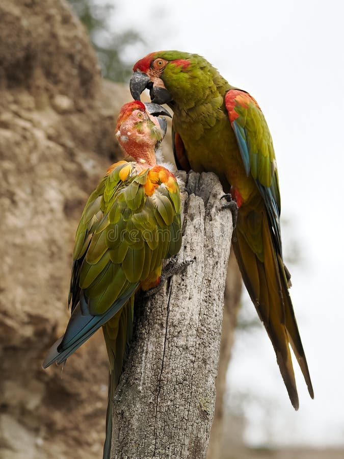 Red-fronted Macaws Perched on Tree Trunk Stock Photo - Image of detail ...