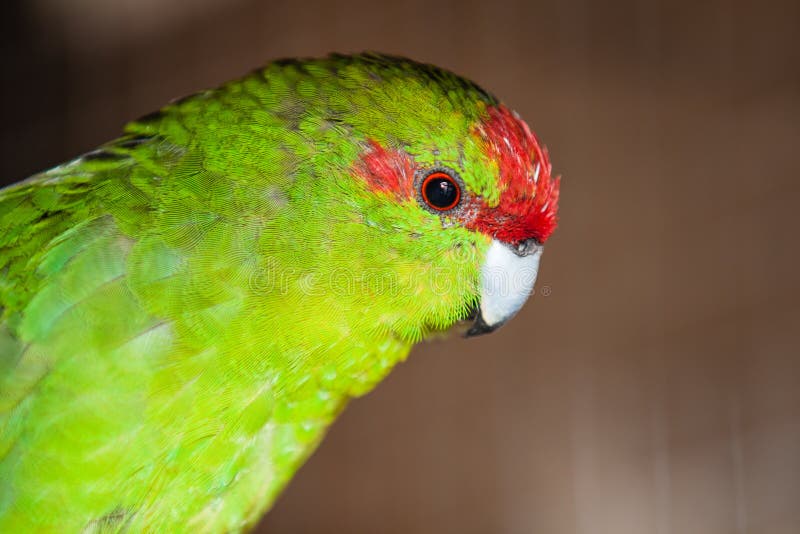 Parakeet stock photo. Image of budgerigar, little, color - 37143552