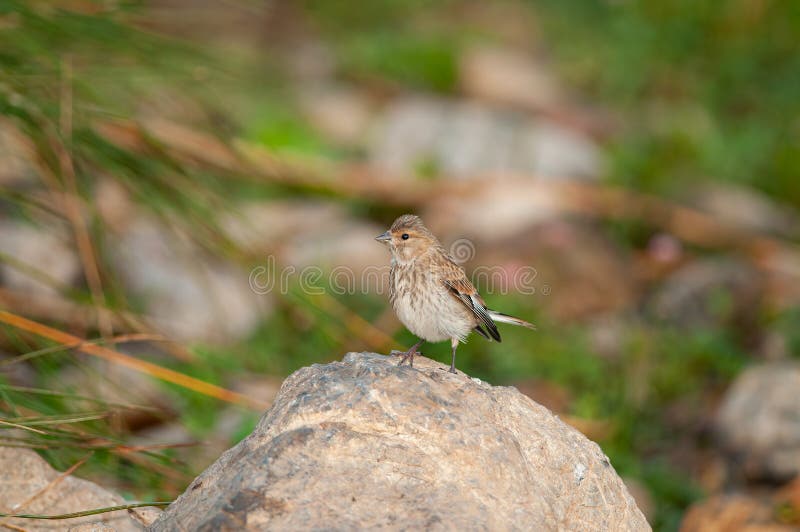 Red-fronted Serin, Serinus Pusillus, on the Rock Stock Image - Image of ...