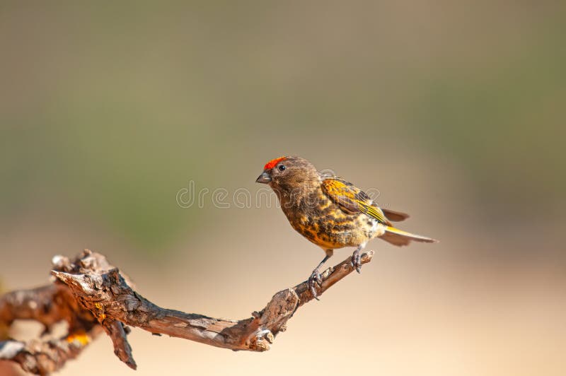 Red-fronted Serin, Serinus Pusillus in Turkey Stock Photo - Image of ...