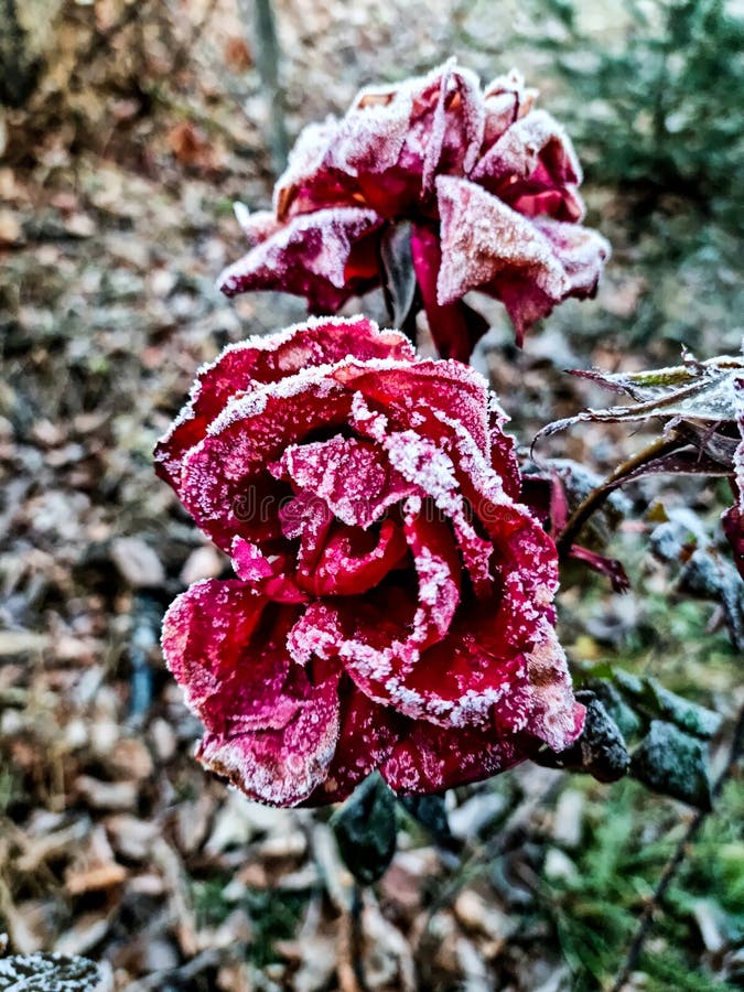 The red frozen rose stock image. Image of produce, nature - 272540833