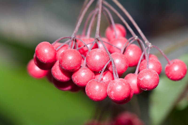 Red fruit stock photo. Image of branches, bushes, pattern - 24154926
