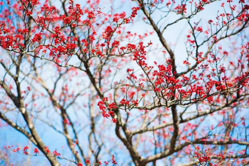 Red fruit in autumn season stock photo. Image of golden - 146484420
