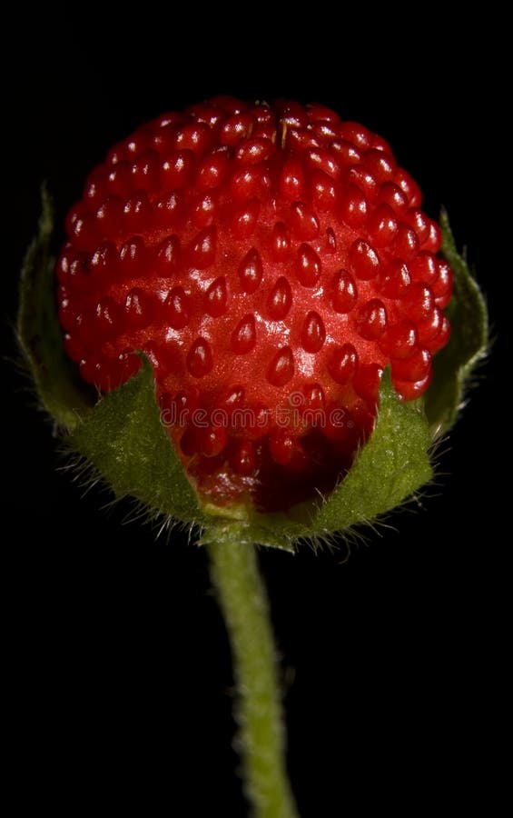 Red Fruit on Back Background Stock Photo - Image of green, baneful ...