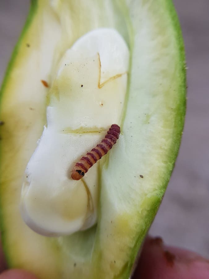 Red Fruit Borer on Mango Fruit Stock Image - Image of gloeosporioides ...
