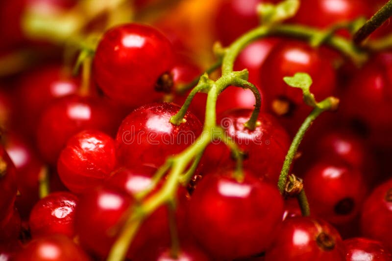 Red fruit - Current stock photo. Image of frozen, holiday - 94132432