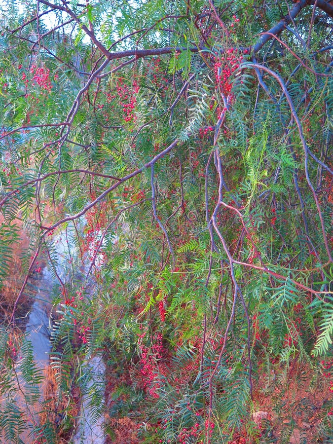 Red Fruit on False Pepper Tree Stock Photo - Image of iberian, colorful ...