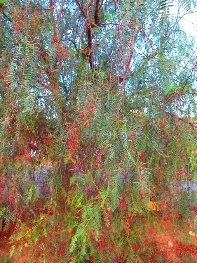Red Fruit on False Pepper Tree Stock Photo - Image of berries, location ...