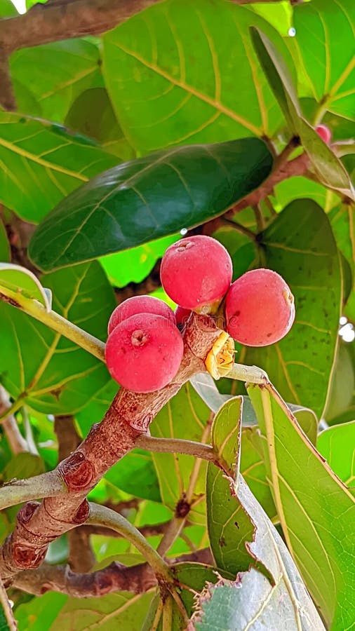 The Red Fruit of Green Banyan Tree. Stock Photo - Image of color ...