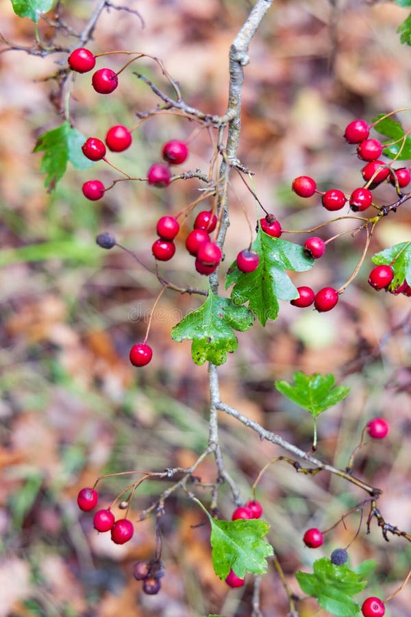 Red fruit of hawthorn stock image. Image of leaves, organic - 265774949