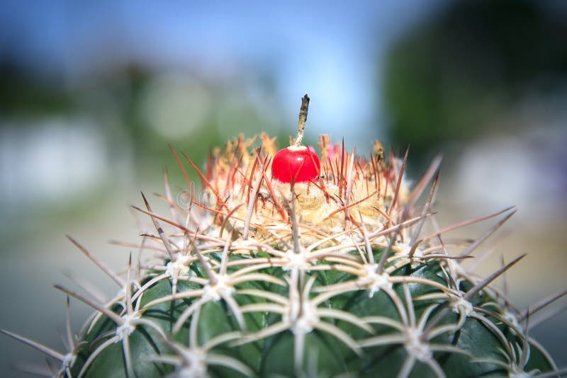 Red Fruit of Melocactus on Top of Cactus Cephalium Stock Photo - Image ...