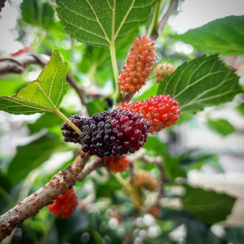 Red Fruit Murbei Sweet Plant Nature Stock Image - Image of nature ...
