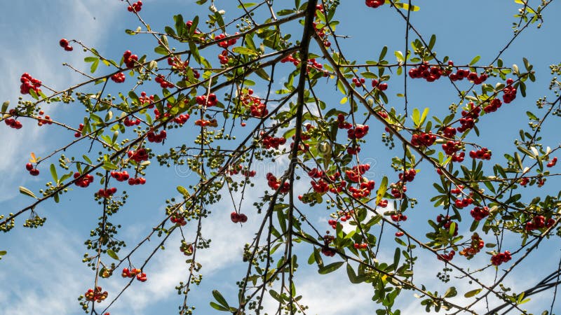 RED FRUIT ORNAMENTAL TREE stock photo. Image of cherries - 266322766