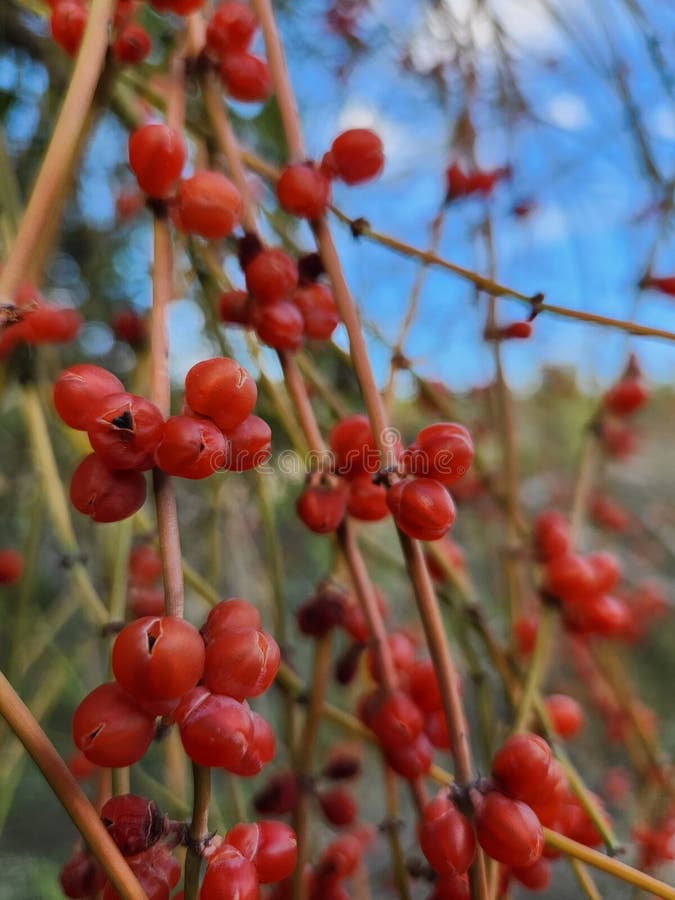 Red fruit plant close up stock image. Image of fruit - 266818483