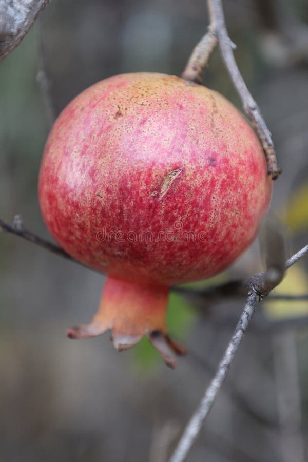 Red fruit plant stock photo. Image of fresh, foliage - 355109498