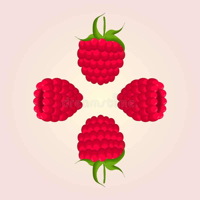 Red fruit raspberry stock vector. Illustration of live - 84581803