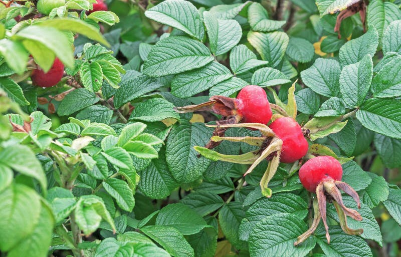 Red Fruit Rose Hips. Wild Rose Stock Image - Image of wild, thorns ...
