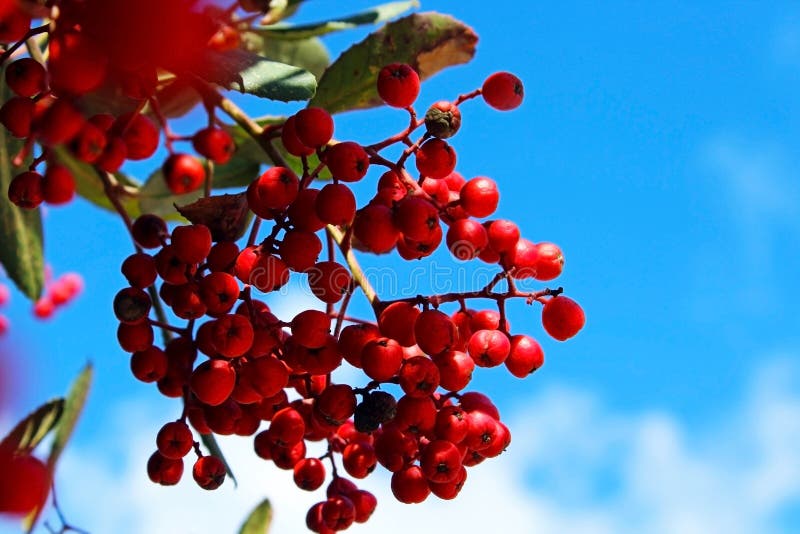 Scarlet Firethorn Pyracantha Coccinea, Flowers with European Rose ...