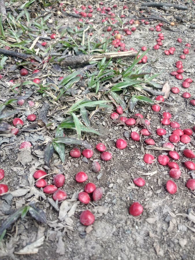 Red Fruit Seeds Fall on the Ground Stock Photo - Image of fruit, ground ...