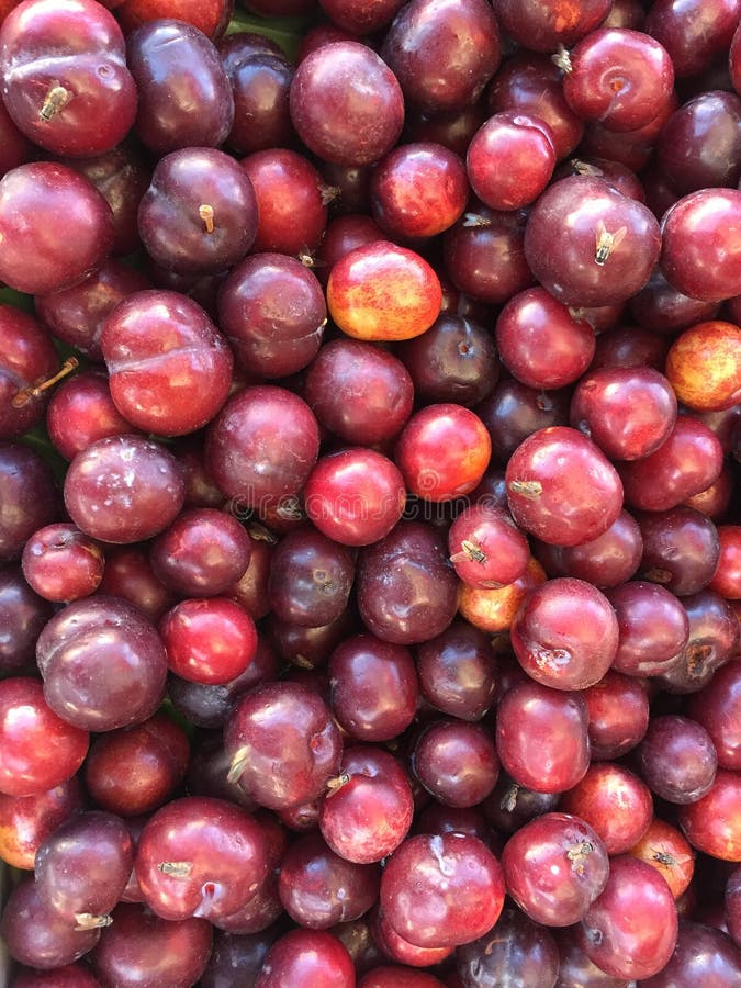 Red Fruit stock photo. Image of laos, fruit, thai, local - 151305036