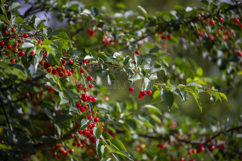 Red fruit on a tree stock photo. Image of garden, freshness - 238067974
