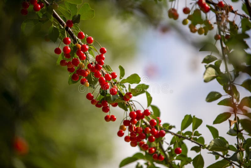 Red fruit on a tree stock photo. Image of fruit, colorful - 238068096