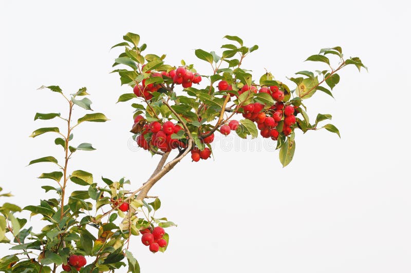 Red fruit on tree stock image. Image of fruit, berry, seasonal - 6618091