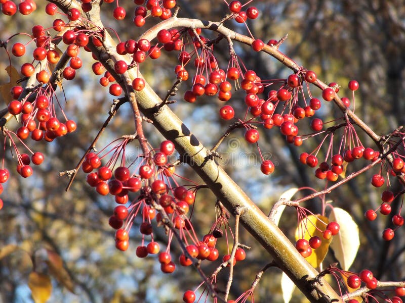 Red Fruit on a Tree in Autumn Stock Photo - Image of autumn, macro ...