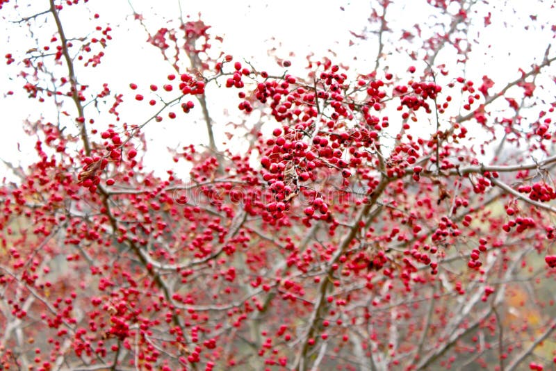Red Fruit Tree in the Fall on the Mountain Stock Photo - Image of food ...