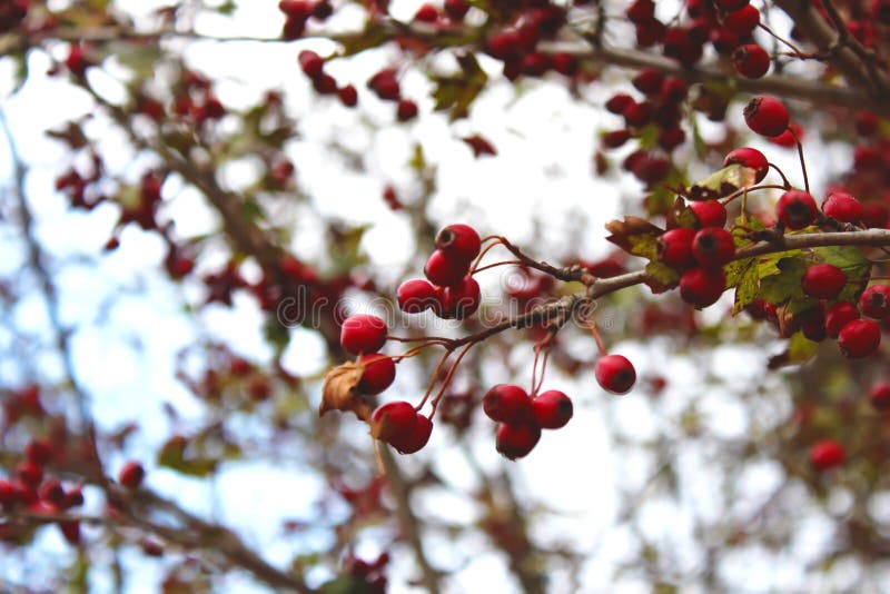 Red Fruit Tree in the Fall on the Mountain Stock Image - Image of ...