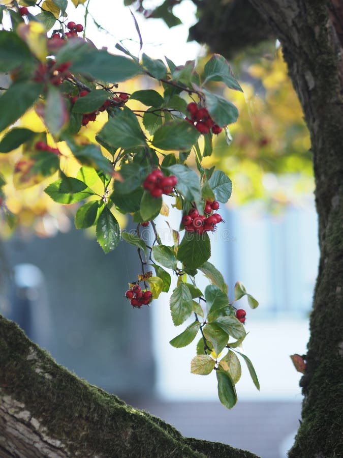 Red Fruit Tree in the Nature Stock Photo - Image of nature, brown ...