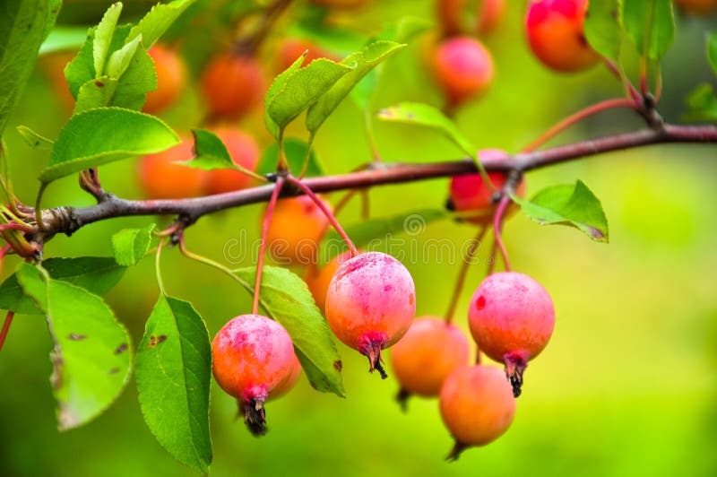 Red Ripe Fruit with Green Leaves on the Tree in Autumn Stock Photo ...