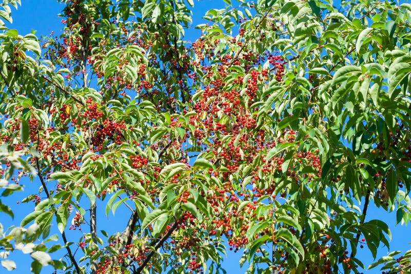 Red fruit on the tree stock photo. Image of grow, berries - 46735532