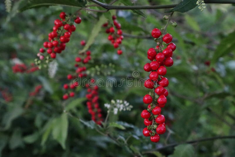 The Red Fruit Trees is Very Beautiful. Stock Image - Image of herb ...