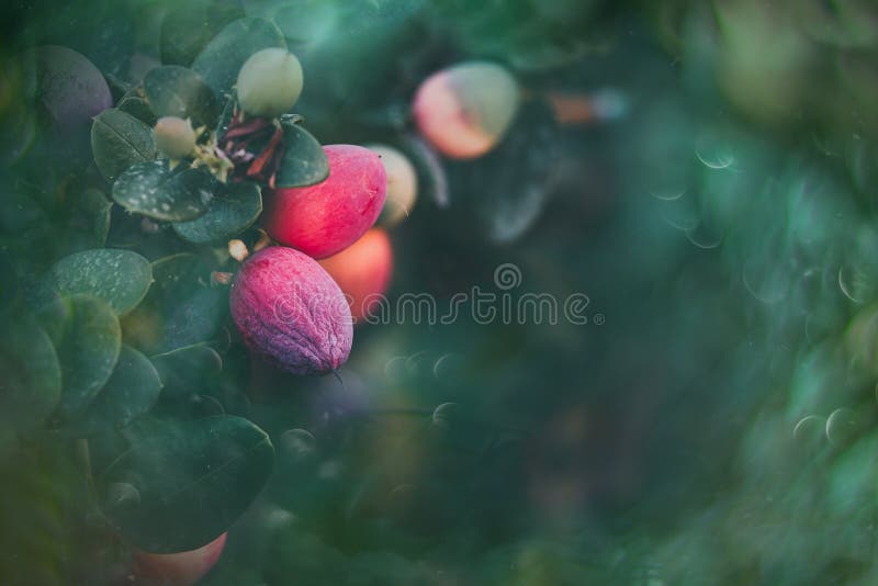 Red Fruit on the Vine on a Green Background in the Park Stock Photo ...