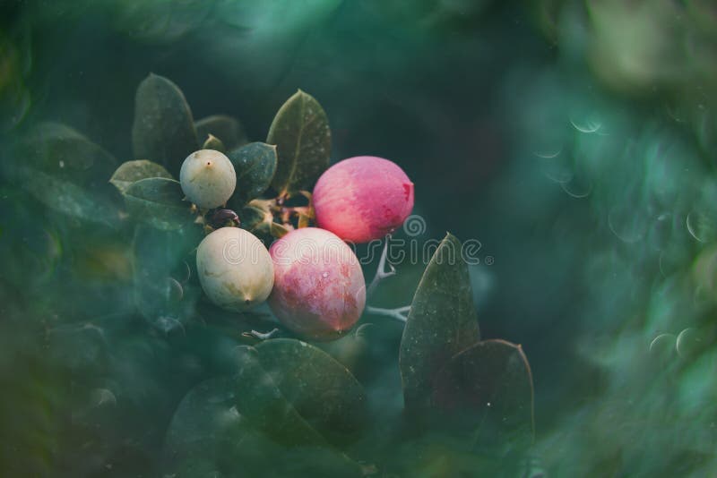 Red Fruit on the Vine on a Green Background in the Park Stock Image ...