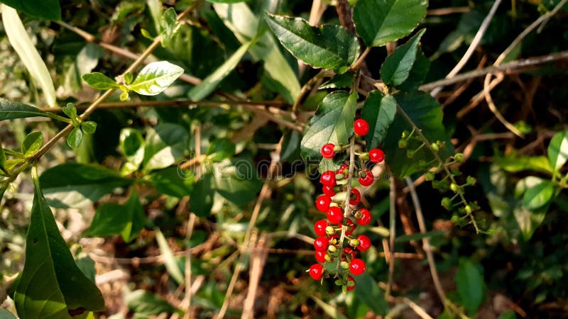 Red Fruit from a Weed Plant in the Middle of the Forest Stock Image ...