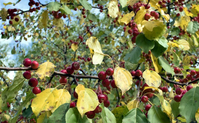 Red Fruit on a Wild Apple Tree Stock Photo - Image of autumn, health ...