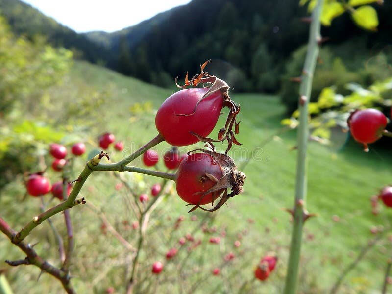 Red fruit of wild rose stock photo. Image of garden, backdrop - 99956038