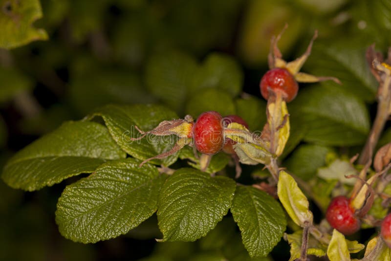 Red Fruit of Wild Roses Red Rosehip Stock Image - Image of outdoors ...
