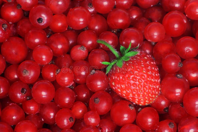 Red Fruits stock image. Image of berry, natural, juicy - 1055489