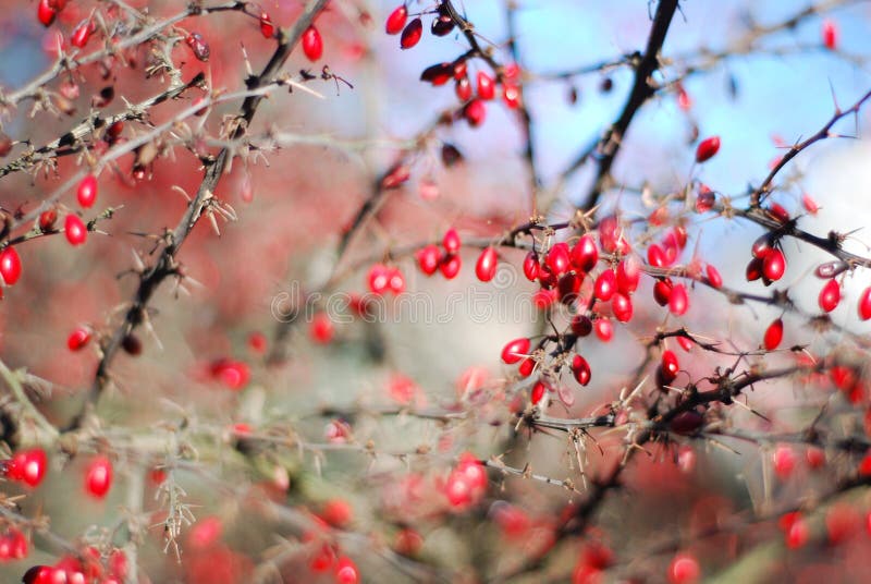 Red fruits stock photo. Image of fruit, summer, blur, pring - 4229998