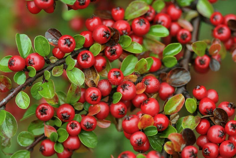 Small red fruit stock photo. Image of food, natural, tree - 11663748