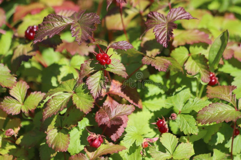 Red Fruits of the Arctic Raspberry, Rubus Arcticus. Stock Image - Image ...