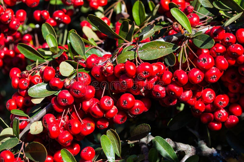 Small Red Fruits Stock Photos - Download 12,616 Royalty Free Photos