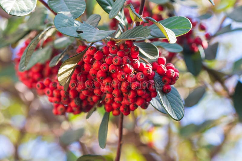 Red fruits stock image. Image of decorative, leaves - 195126829
