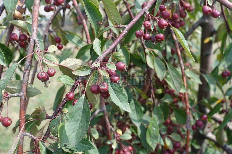 Red Fruits in the Leafage of Crab Apple in August Stock Photo - Image ...